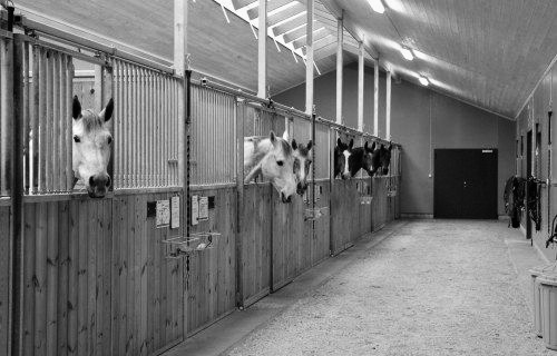 Hem - Runsten Equestrian